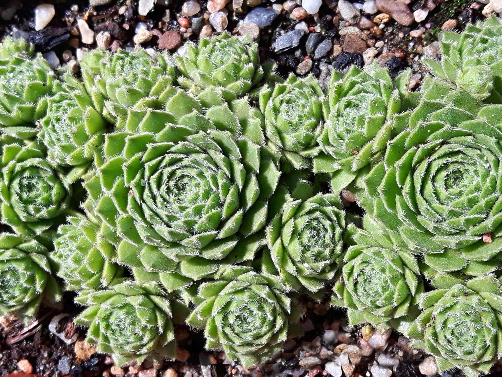 Net esk Sempervivum Caballo