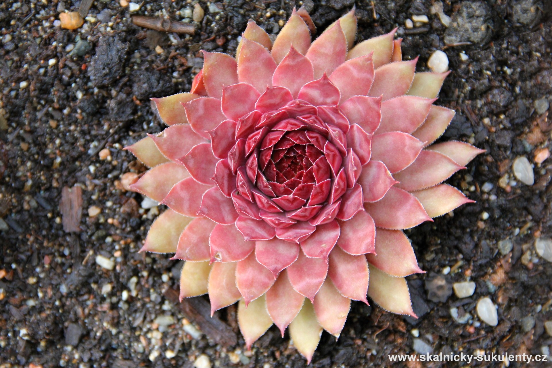 Net esk Sempervivum Noir