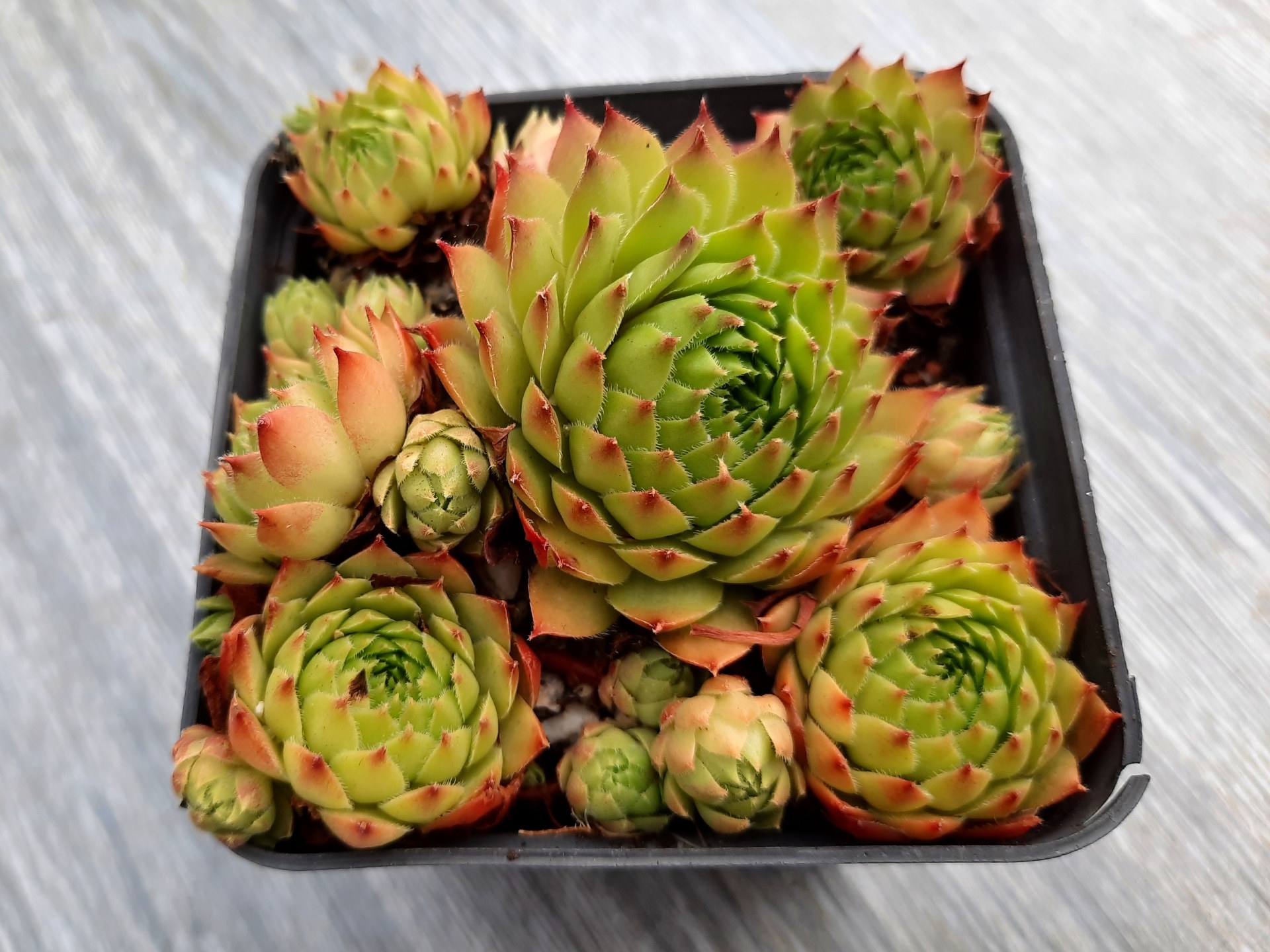 Net esk Sempervivum Pacific Opal
