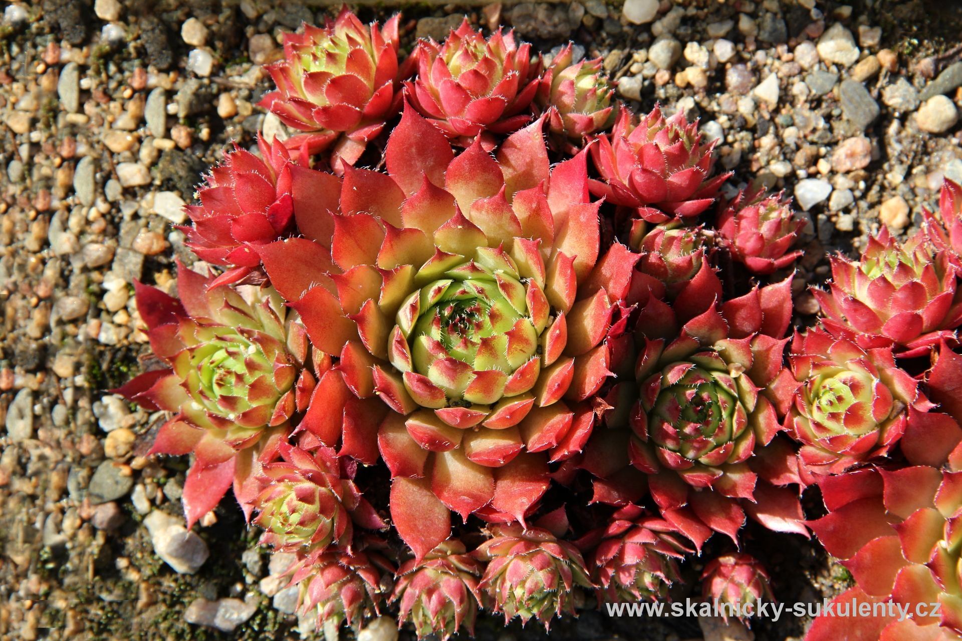 Net esk Sempervivum